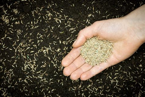 What Grass Seed To Plant In Spring At Kristina Pitman Blog