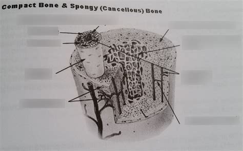 Compact And Spongy Bone Diagram Quizlet