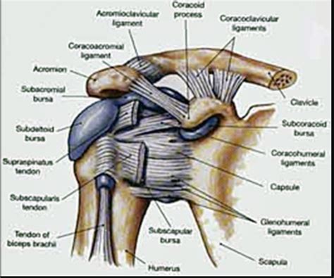 Shoulder Joint Flashcards Quizlet