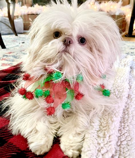 Shih Tzu Puppies For Sale Winston Salem NC 345822