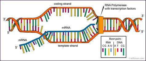 DNA Expression
