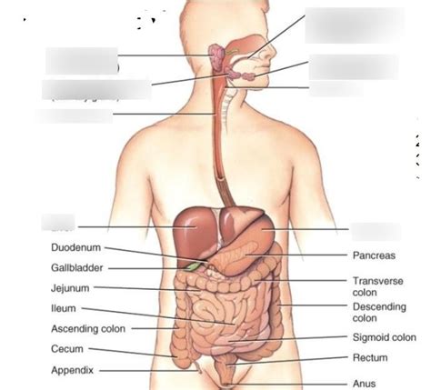The Alimentary Canal Diagram Quizlet