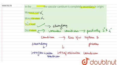 In The The Vascular Cambium Is Completely Secondary In Origin