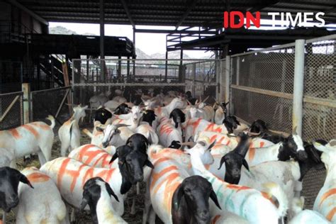 Daftar Harga Kambing Kurban 2023 Untuk Idul Adha