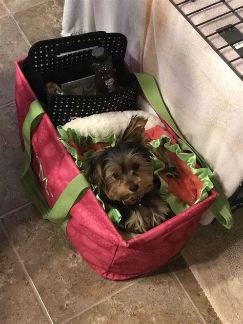 Yorkie Travel Bag Baby Car Seats Bags Baby Car