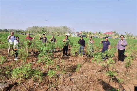 Pj Gubernur Tinjau 23 Hektar Lahan Percontohan Budidaya Pisang Dan