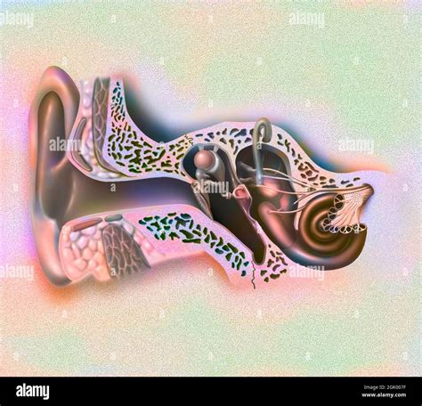 Anatomie de l oreille organe de l ouïe et équilibre Photo Stock Alamy