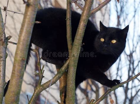 Gato negro en el árbol foto de archivo Imagen de piel 17579664