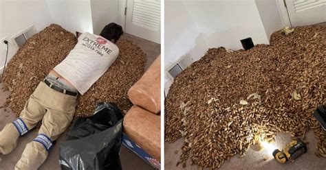 Il creuse un trou dans le mur et découvre plus 300 kilos de glands