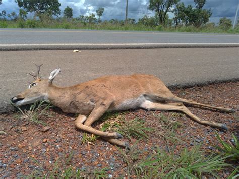 Veado Campeiro Morto Na Df Esp Cie Considerada Rara Distrito