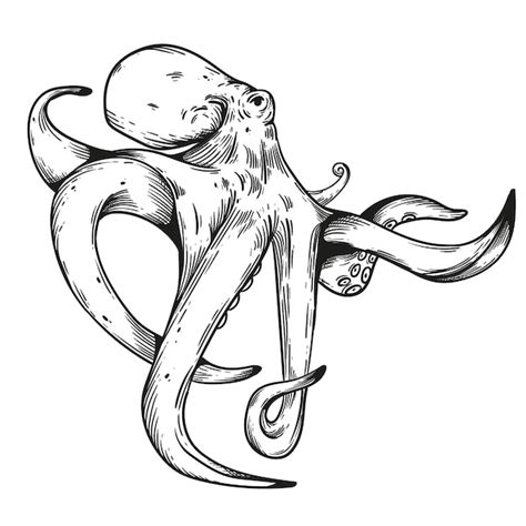 Free Vector Hand Drawn Octopus Drawing Illustration