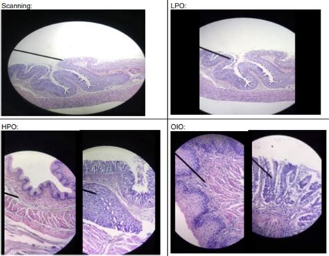 EPITHELIAL AND CONNECTIVE TISSUES Flashcards Quizlet