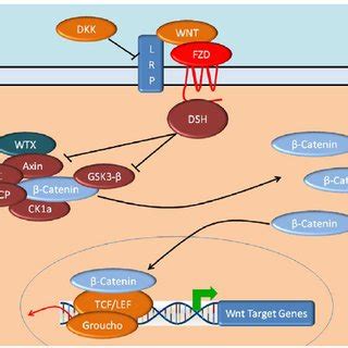 Schematic Representation Of The Canonical Wnt Signalling Pathway Gene
