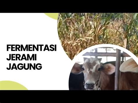 PROSES PENGOLAHAN DAN PENANGANAN FERMENTASI JERAMI JAGUNG SEBAGAI PAKAN