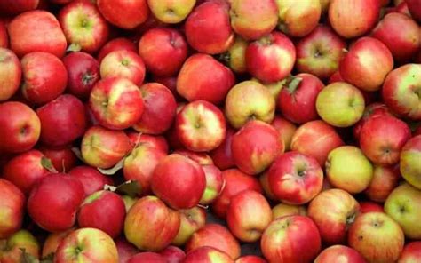 Jonathan Apple Essentials And Growing Tips Unlock The Secrets To A