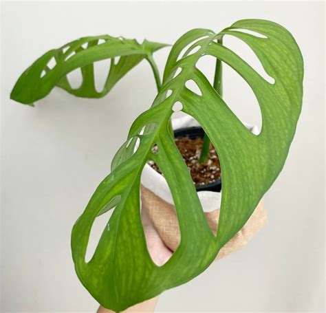 Monstera Esqueleto