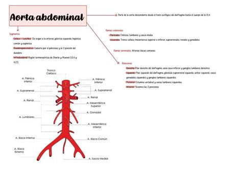 Aorta Abdominal Udocz