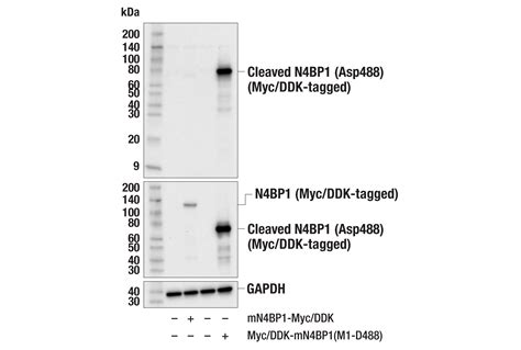 Cleaved N4BP1 Asp488 E8X4W Rabbit MAb Cell Signaling Technology