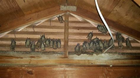 How Dangerous Are Bird And Bat Droppings To Your Health Wildlife Pros