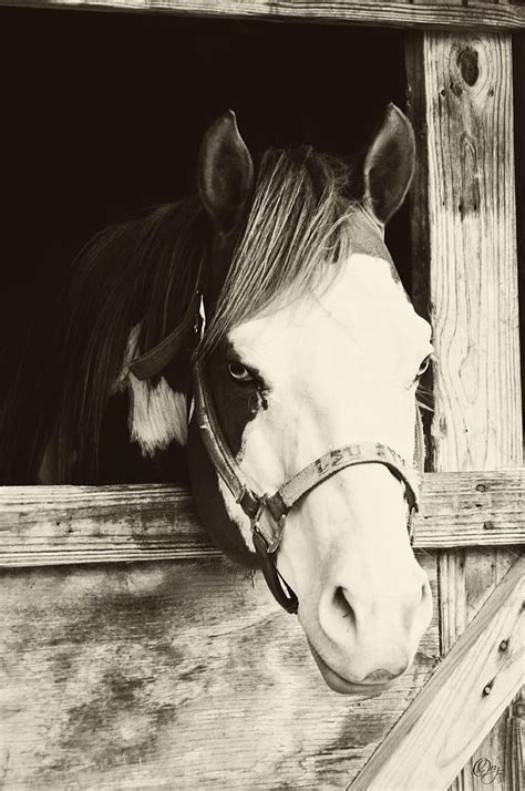 Sepia Paint Photograph By Kathryn Ory Pixels