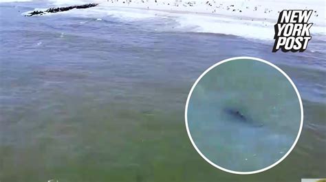 Shark Sightings Shut Down Nyc Beach As Drone Video Shows Predators