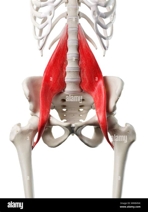 Psoas Major Muscle Illustration Stock Photo Alamy