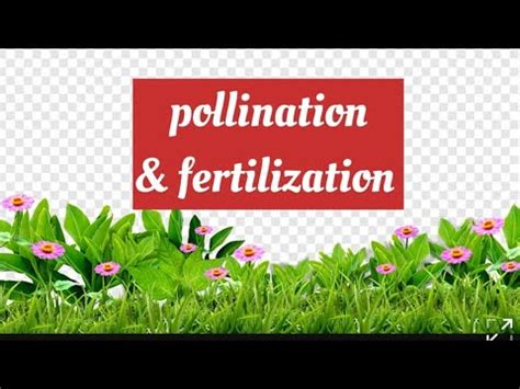 Difference Between Pollination And Fertilization Class 10 Biology