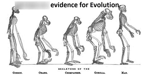 Evidence For Evolution Diagram Quizlet