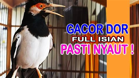 Pasti Nyaut Jalak Suren Gacor Full Isian Jalak Manapun Auto Gacor