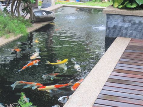 49 Cara Membuat Kolam Ikan Koi Di Dalam Rumah Rumah Minimalis