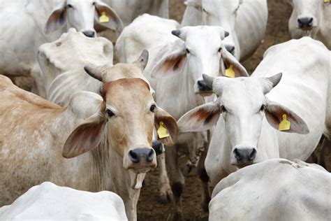 Gado Brahman Raças de Bovinos Pecuária InfoEscola