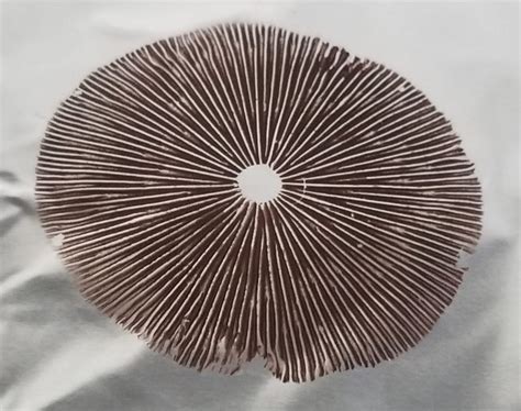 Psilocybe Azurescens Spore Print SporeSwaps