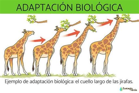 Adaptación biológica qué es tipos y ejemplos Resumen Animal