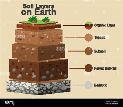 Diagram Showing Different Layers Of Soil Illustration Stock Vector