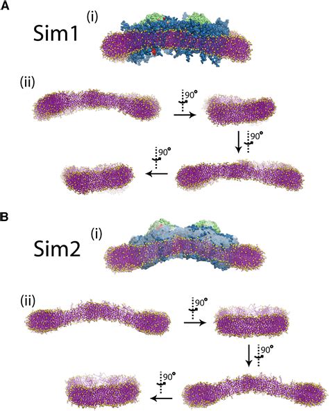 Protein Induced Membrane Curvature Investigated Through Molecular