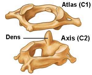 Osteologia Atlas Y El Axis