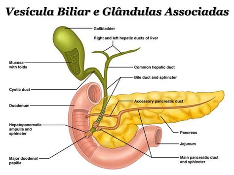 PPT Fisiologia Hepática PowerPoint Presentation free download ID