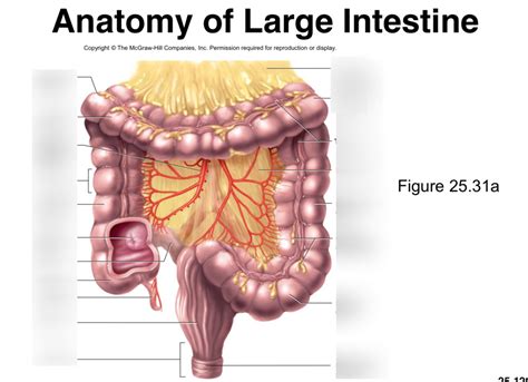 Anatomy Of Large Intestine Diagram Quizlet