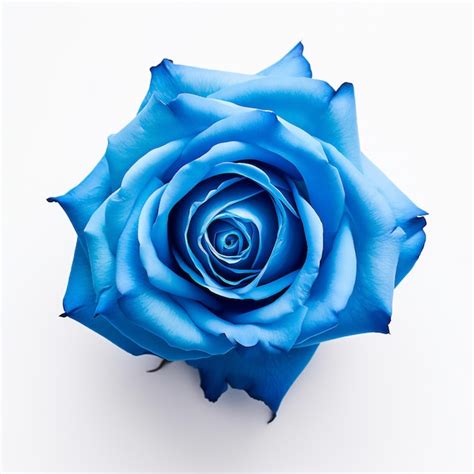 Premium Photo Blue Rose Flower On White Background