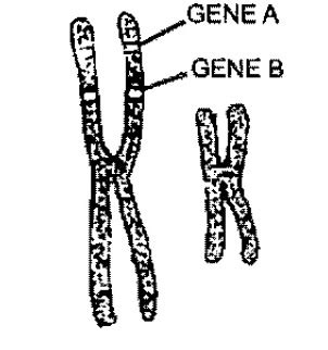 Given Is A Highly Simplified Representation Of The Human Sex