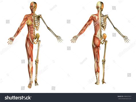 3d Rendering Woman With Muscle Skin And Skeleton Front And Back View