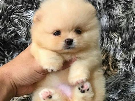 Razas De Perros M S Peque As Del Mundo Cu Les Son Y Qu Tama O Pueden