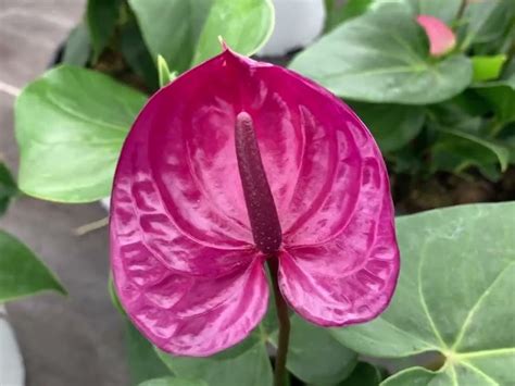 Plantas de ornato una opción para ahorro de agua