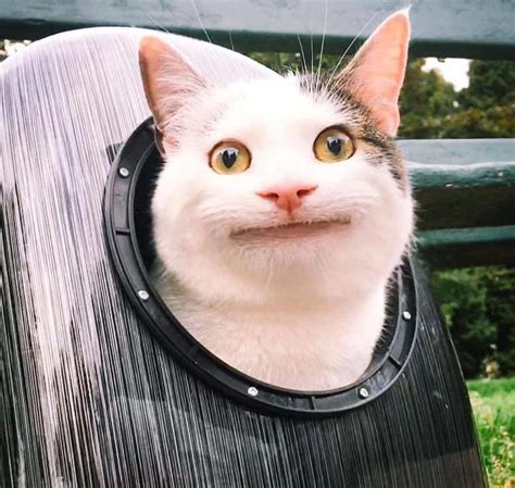 100 Funny Discord Profile Pictures Wallpapers