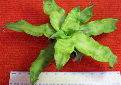 Bromeliads In Australia Cryptanthus Corimbia