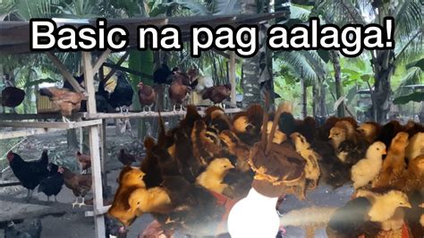 Basic Na Pag Aalaga Ng Manok Youtube