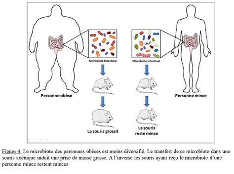 Chapitre 4 Régime et équilibre alimentaire Logobio