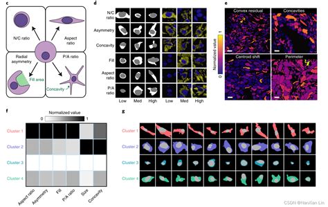 Whole Cell Segmentation Of Tissue Images With Human Level Performance
