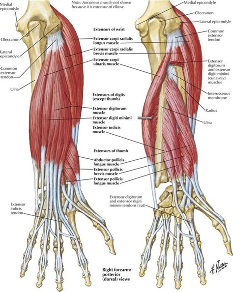 Diagram Of Arm Muscles And Tendons