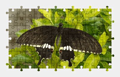 Butterfly Jigsaw Puzzles Online